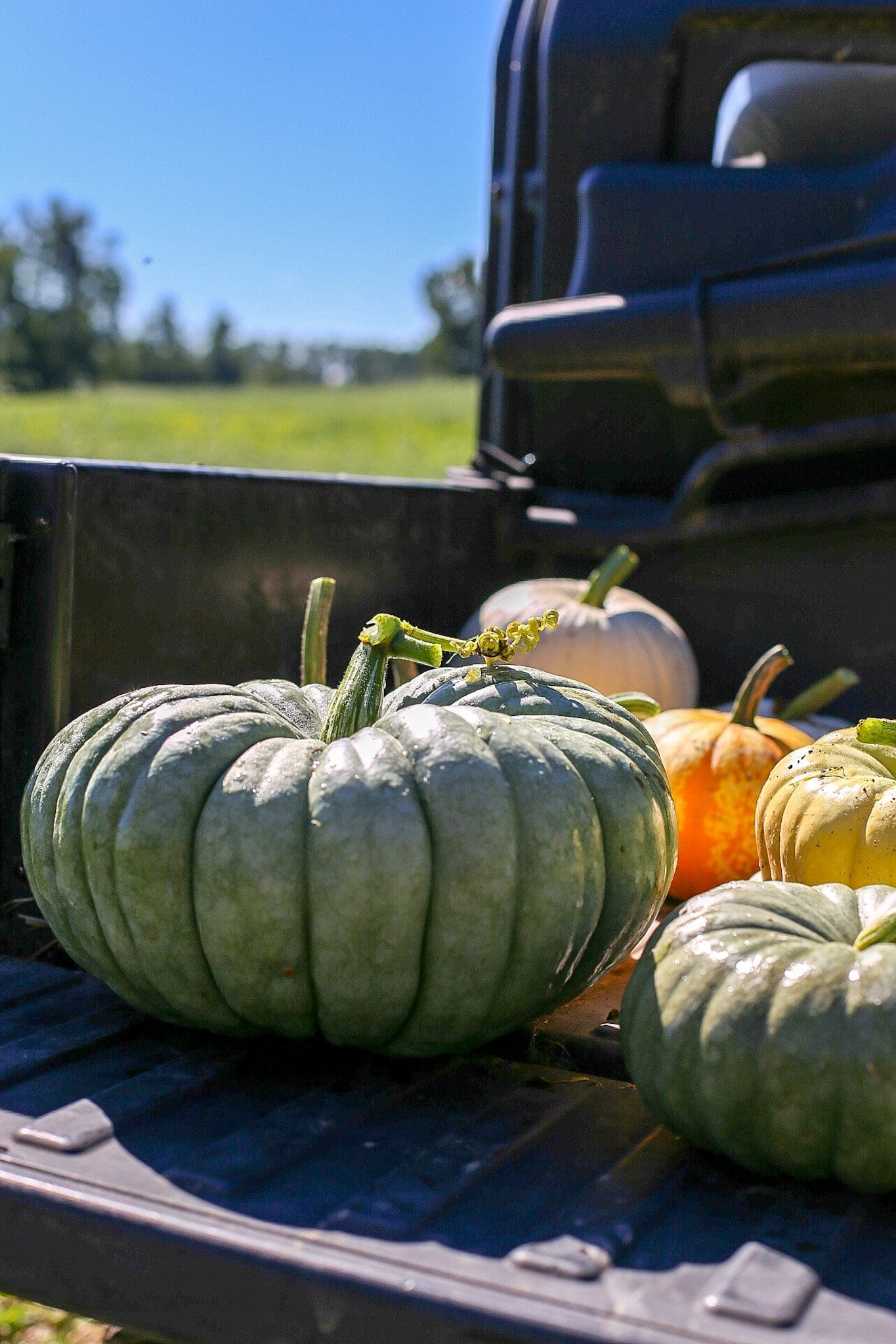 How to Pick and Preserve Pumpkins - The Ginger Home